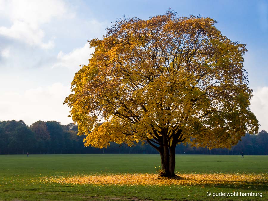 Mein Freund der Baum - Frau Pudelwohl Fotografie